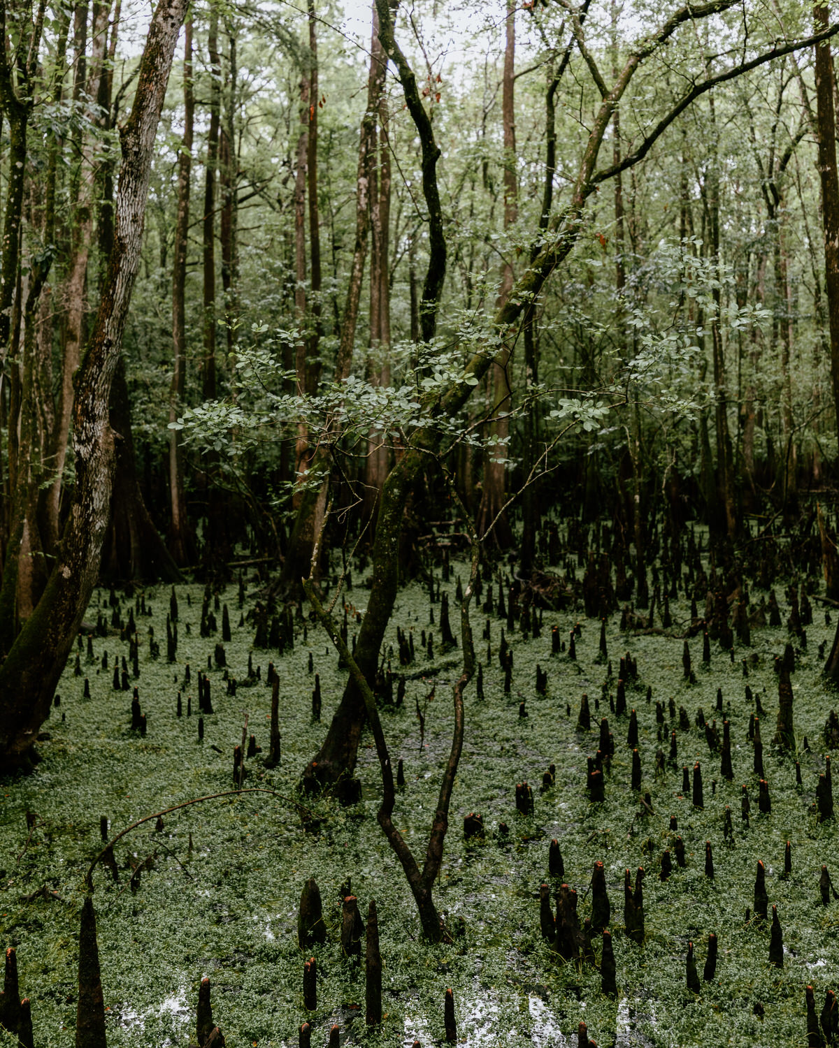 8 Things to do in Cedar Key, Florida - Our Travel Passport