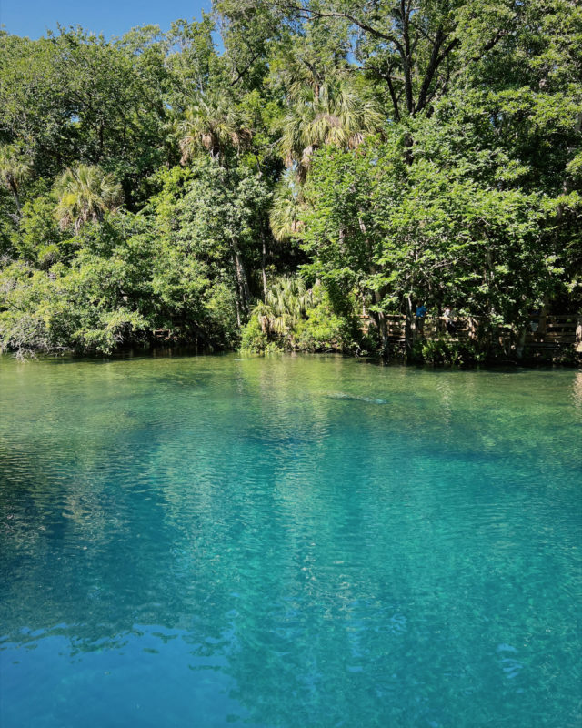 8 Things to do in Crystal River, Florida - Our Travel Passport