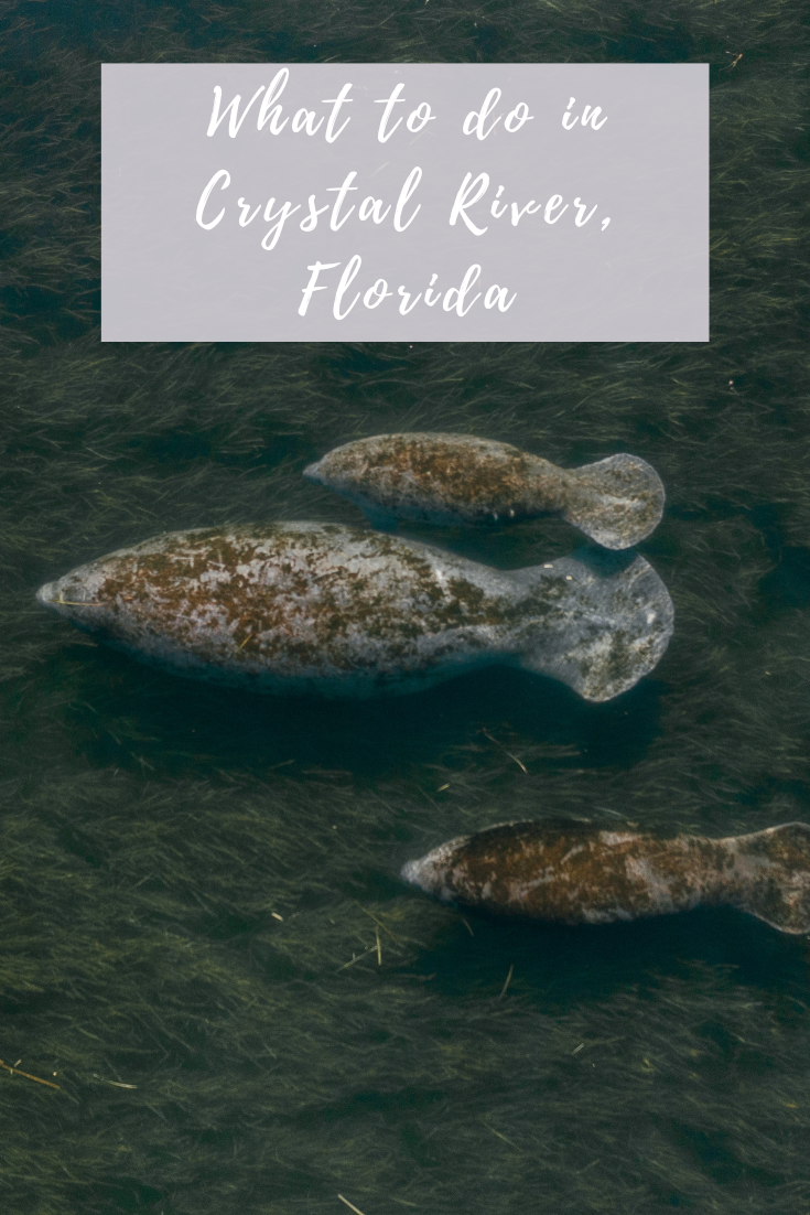 8 Things to do in Crystal River, Florida - Our Travel Passport